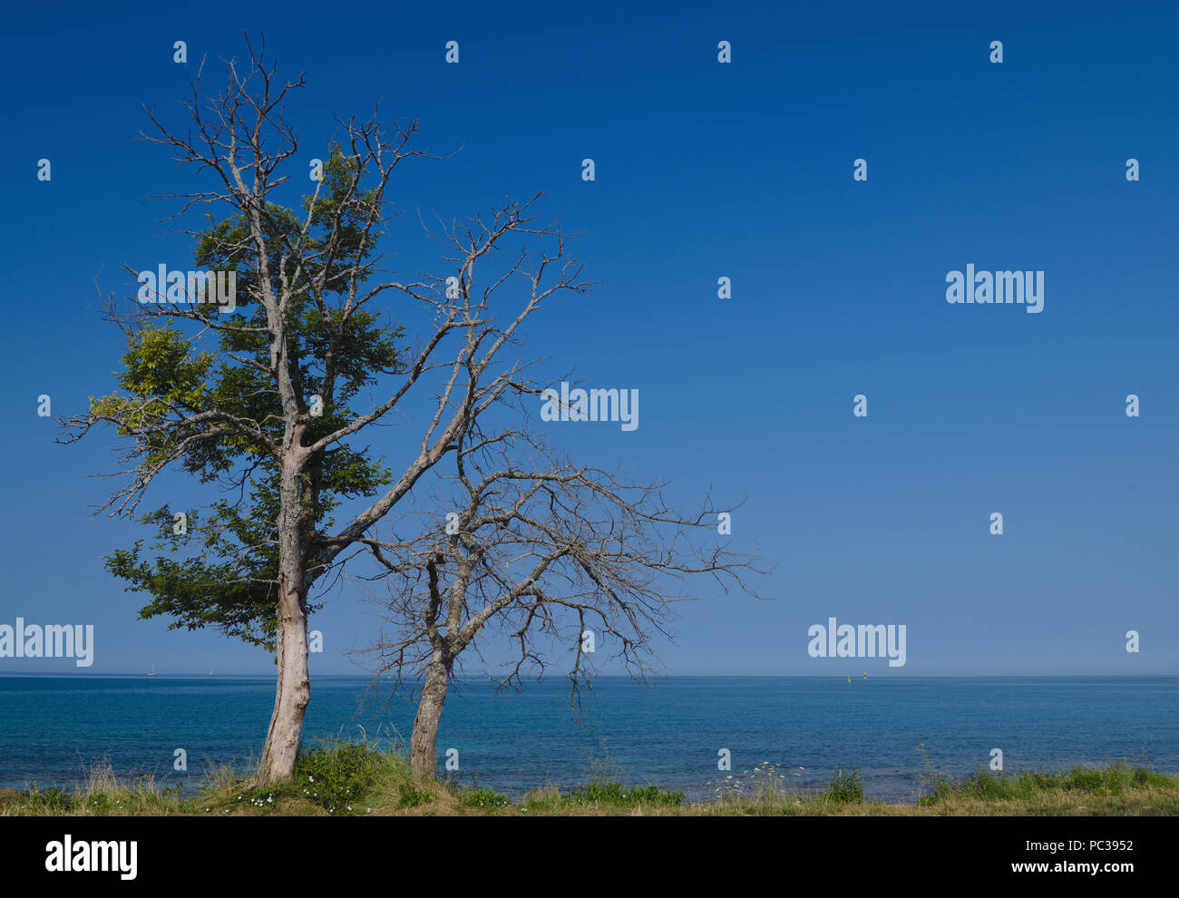 blue sea and blue sky with old tree Stock Photo - Alamy