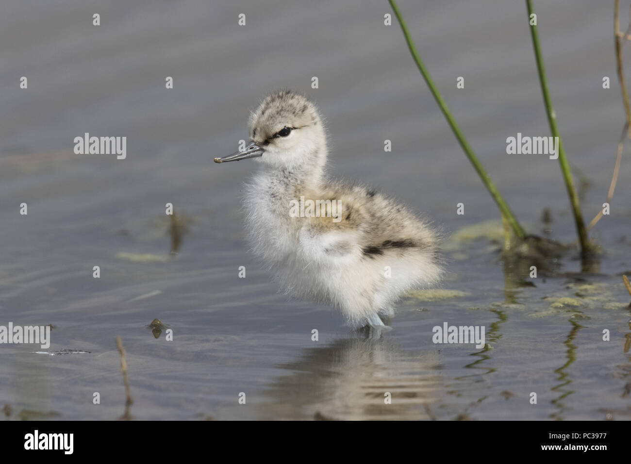 Egg tooth chick hi-res stock photography and images - Alamy