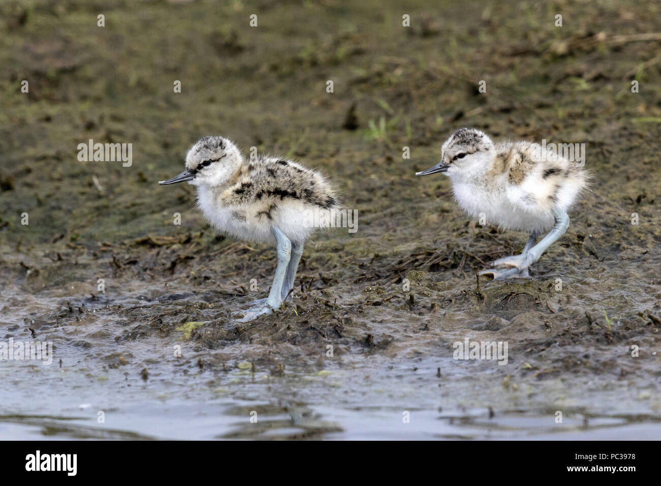 Egg tooth chick hi-res stock photography and images - Alamy