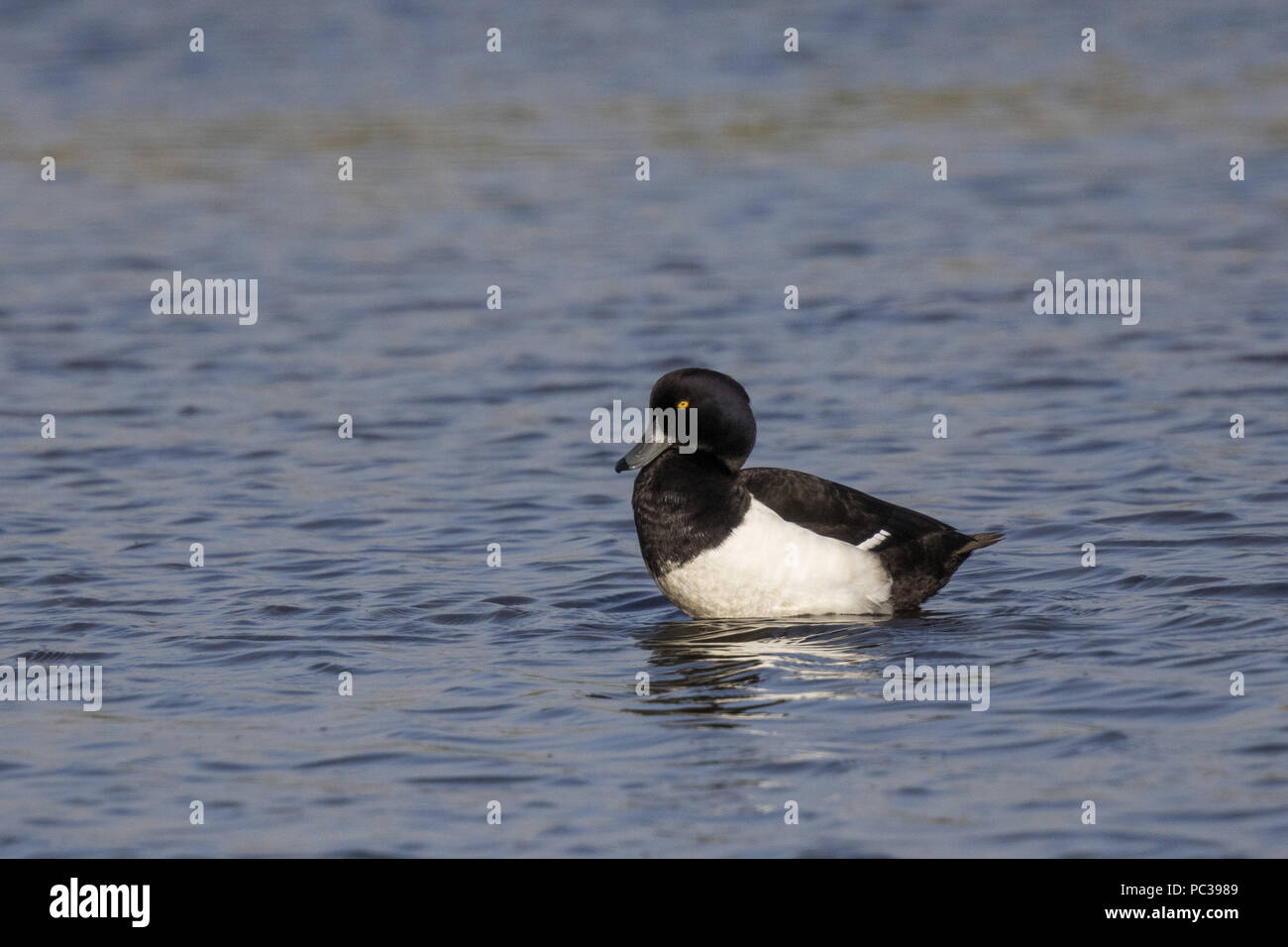 Deepdale duck hi-res stock photography and images - Alamy