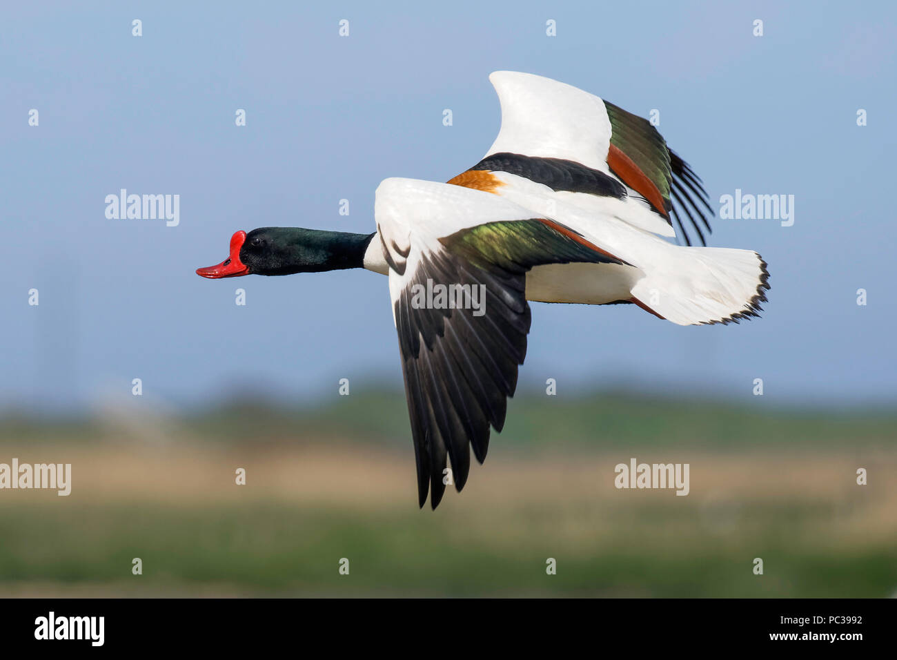 Shelduck Feathers High Resolution Stock Photography and Images - Alamy