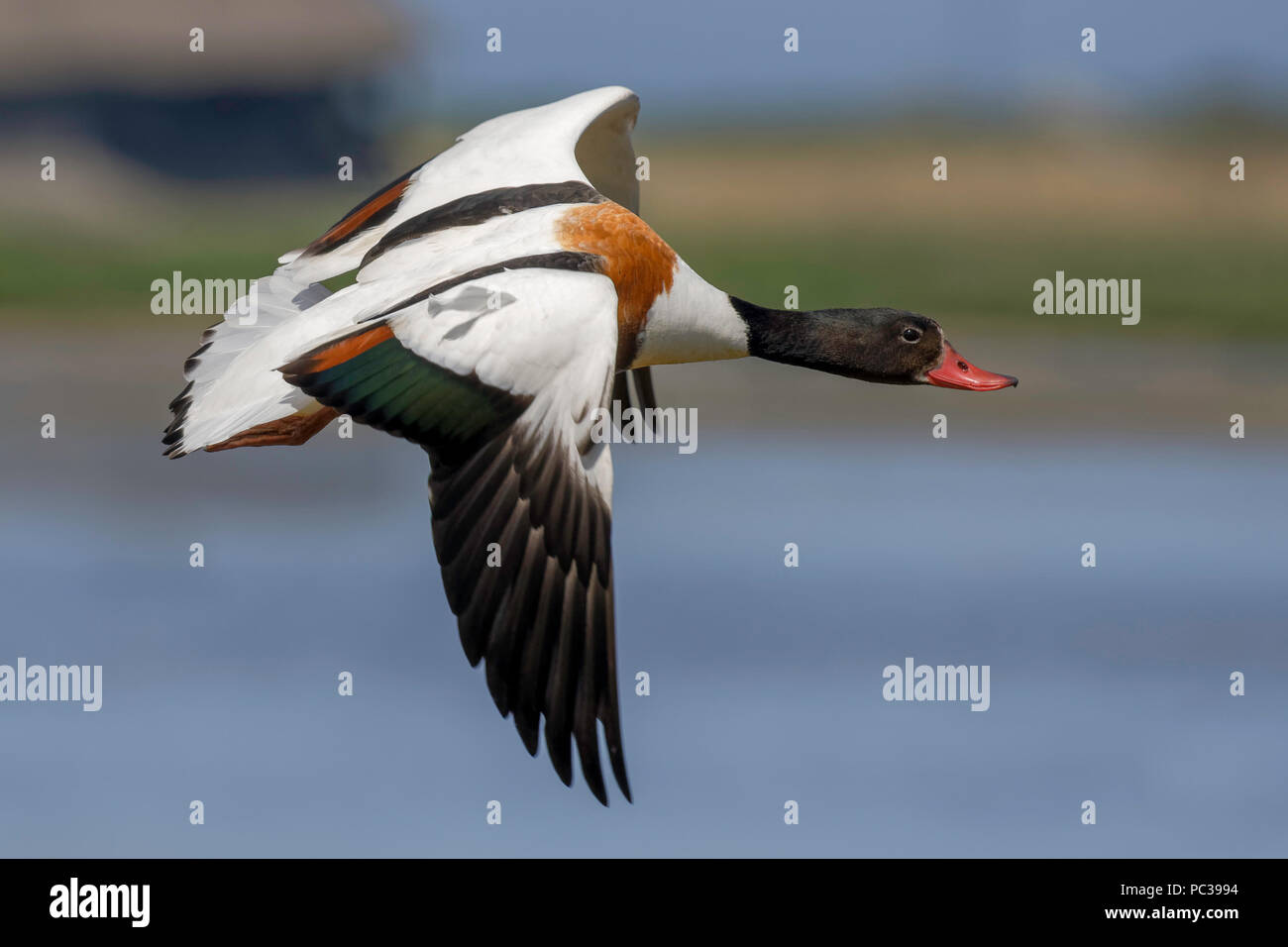 Colourful in flight hi-res stock photography and images - Alamy