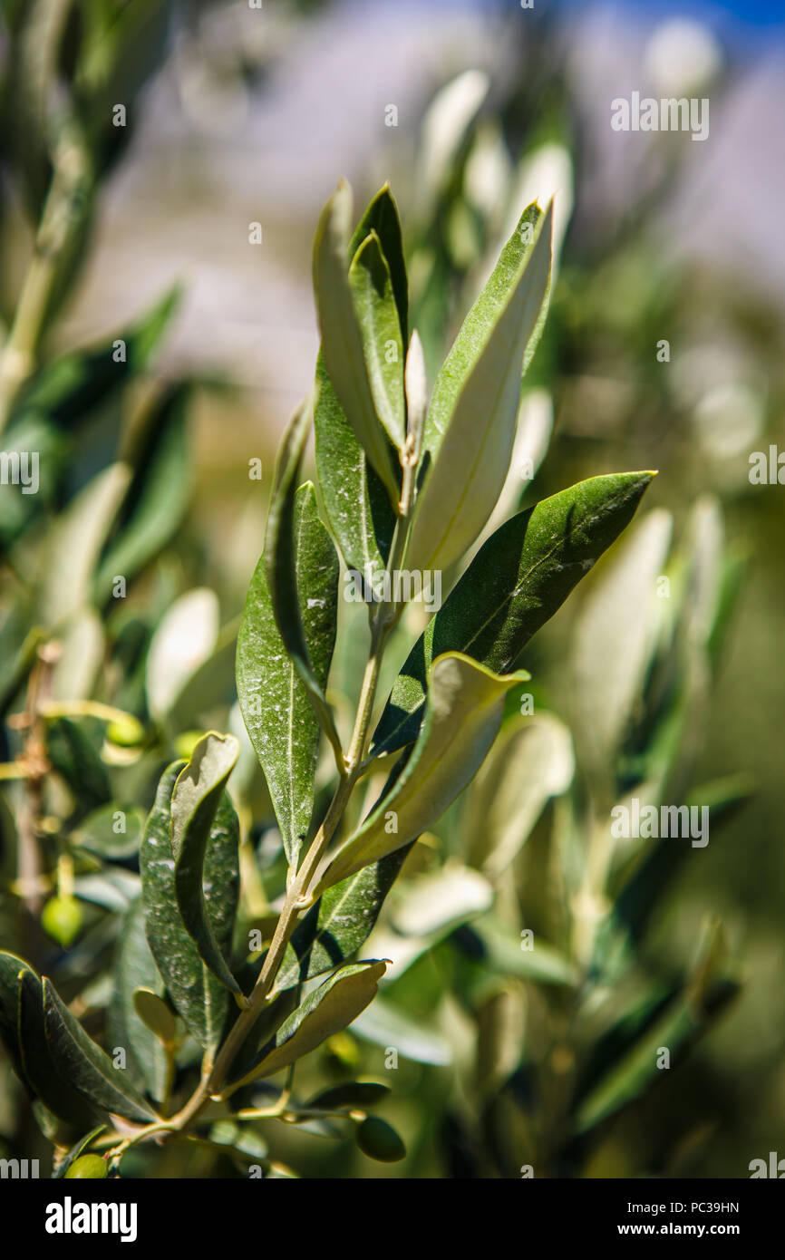 Green olive farm with olives growing in hot summer sun.Plantation with ...