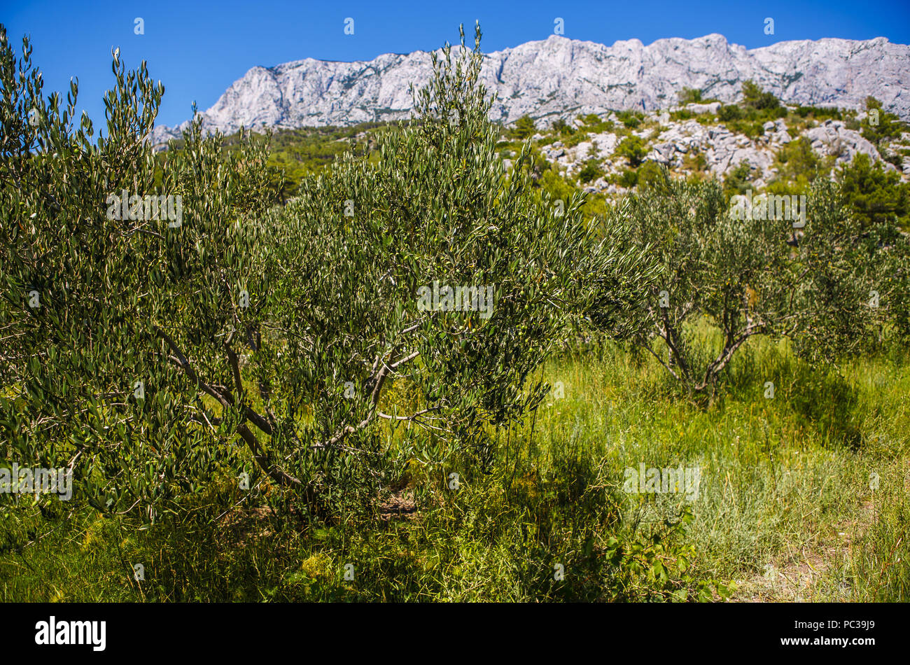 Green olive farm with olives growing in hot summer sun.Plantation with ...