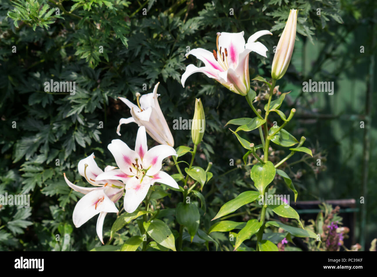 My flourish garden hi-res stock photography and images - Alamy