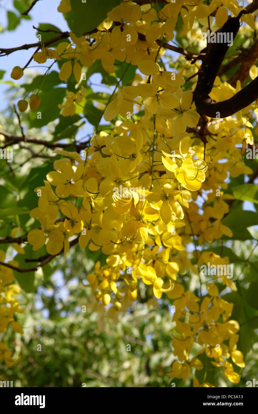 Hanging bunches of golden flowers of a golden rain tree Stock Photo - Alamy