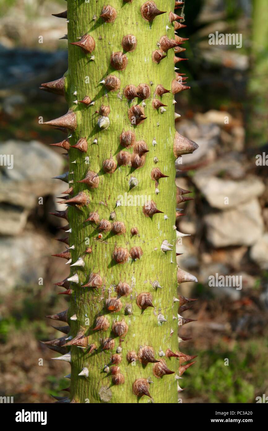 Mayan ceiba tree of life hi-res stock photography and images - Alamy