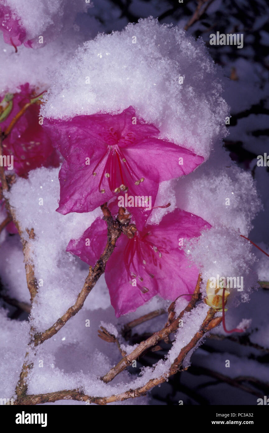 Ny spring storm hi-res stock photography and images - Alamy