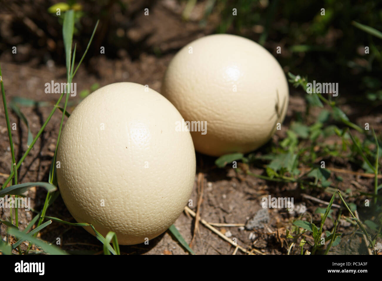 Ostrich Shell Stock Photos & Ostrich Shell Stock Images - Alamy