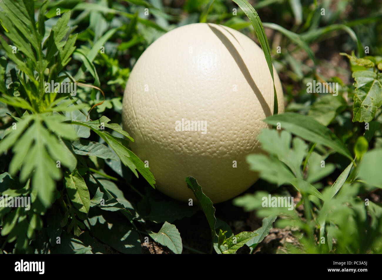 Huge African ostrich egg in green grass outdoor.Exotic birds eggs for ...