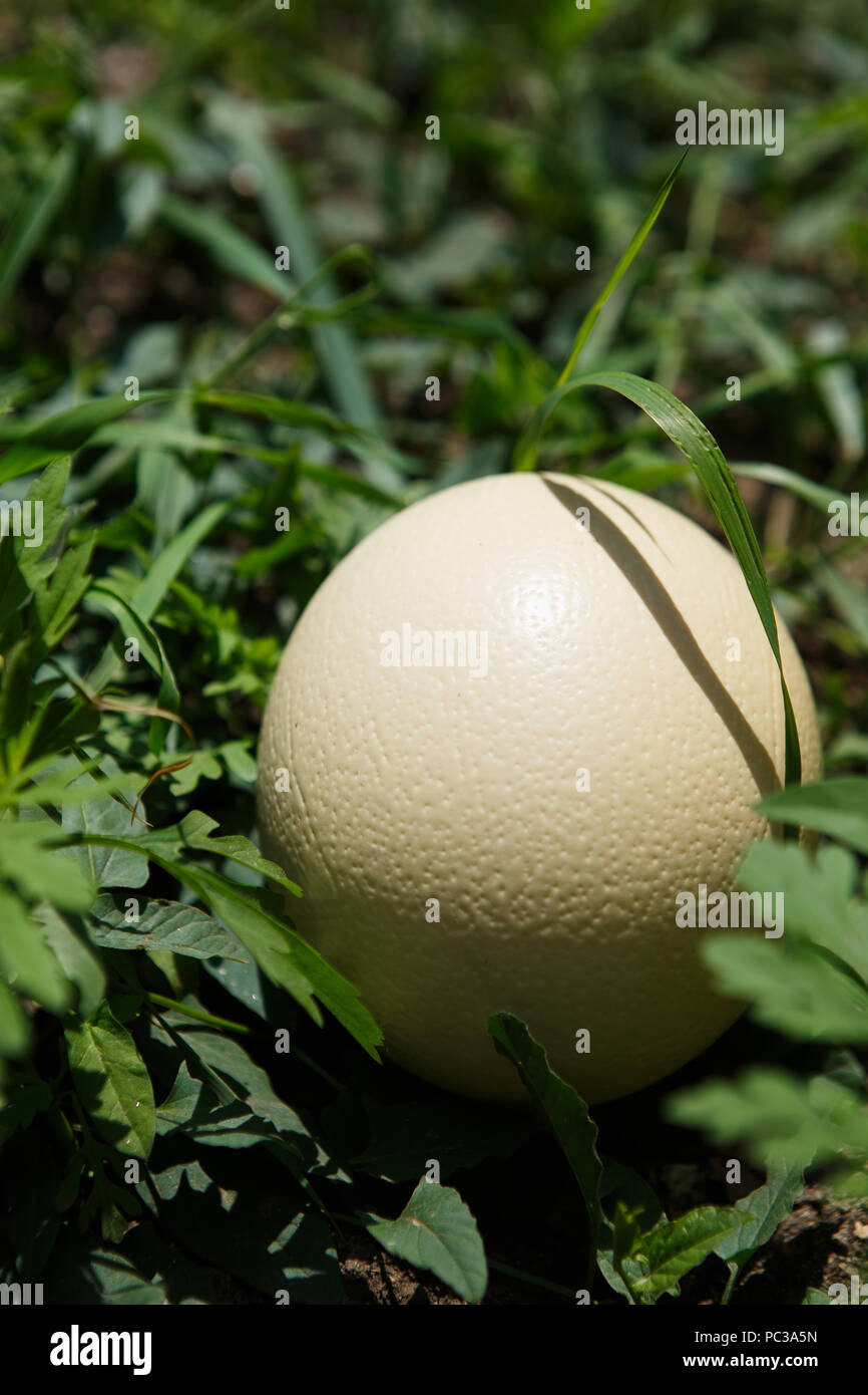 Huge African ostrich egg in green grass outdoor.Exotic birds eggs for ...