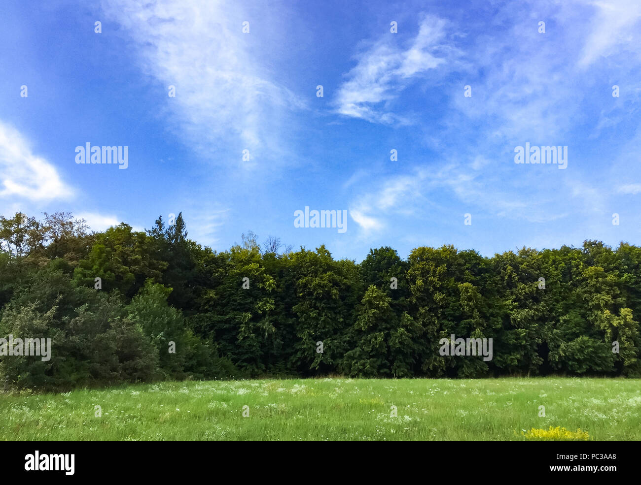 Beautiful landscape view. Green forest and field under the blue sky ...