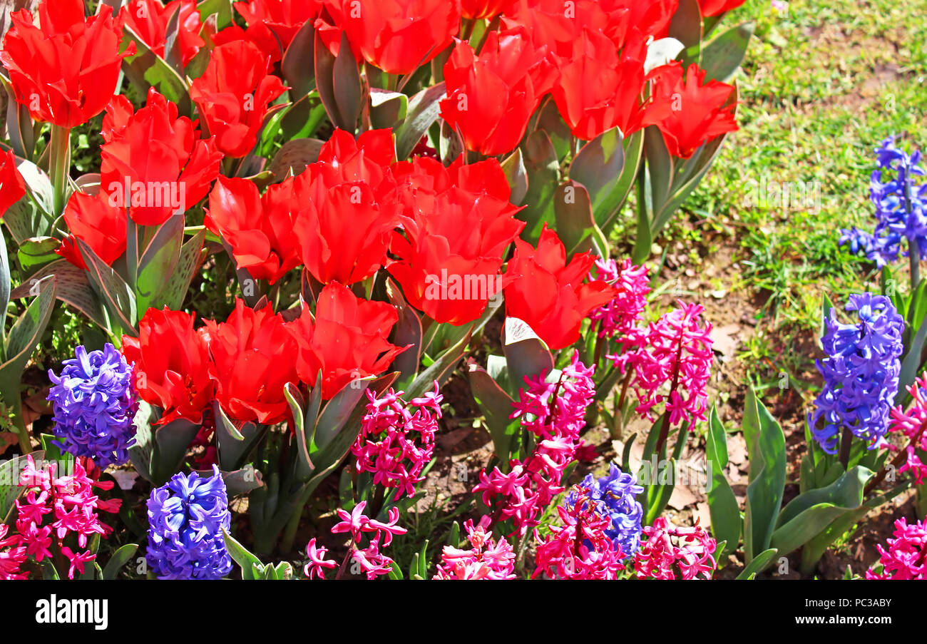 Red tulips and hyacinths in Istanbul, Turkey Stock Photo - Alamy