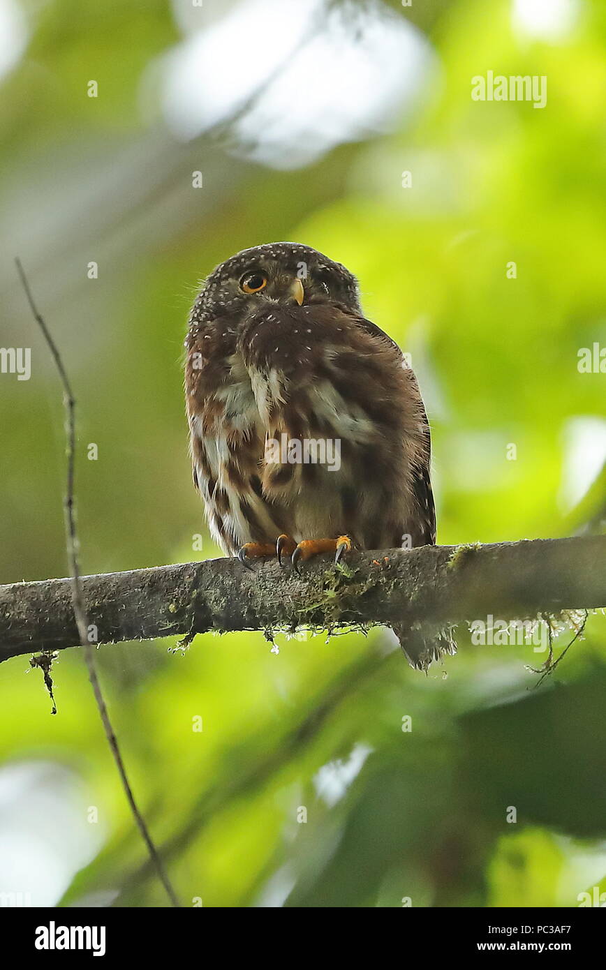 Cloudforest Pygmy-owl (Glaucidium nubicola) adult perched on branch in ...