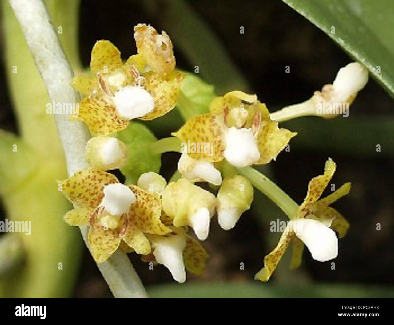 Acampe hi-res stock photography and images - Alamy