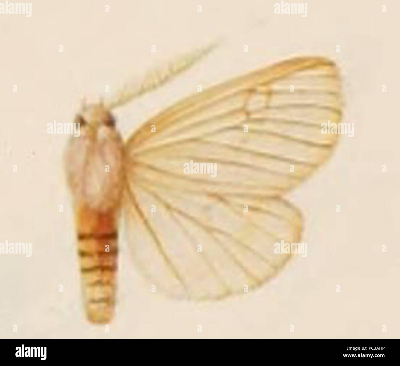 Ansorgei hi-res stock photography and images - Alamy