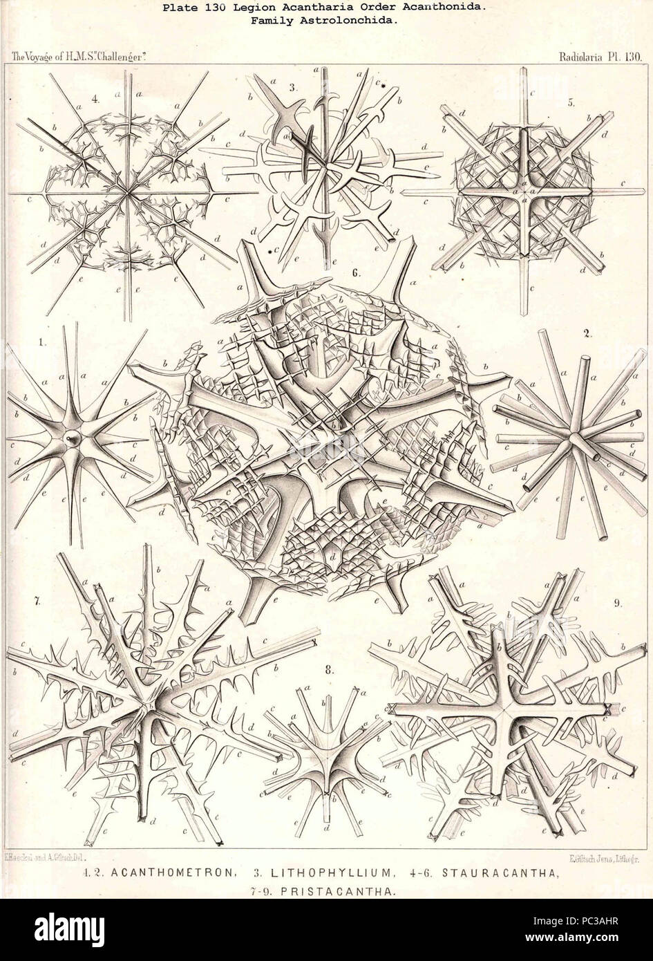 Acantharia hi-res stock photography and images - Alamy