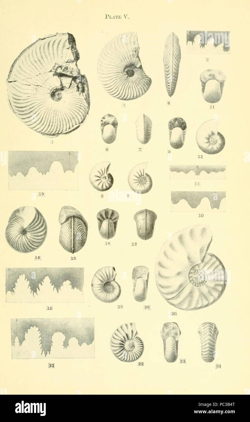 Fossil cephalopoda hi-res stock photography and images - Alamy