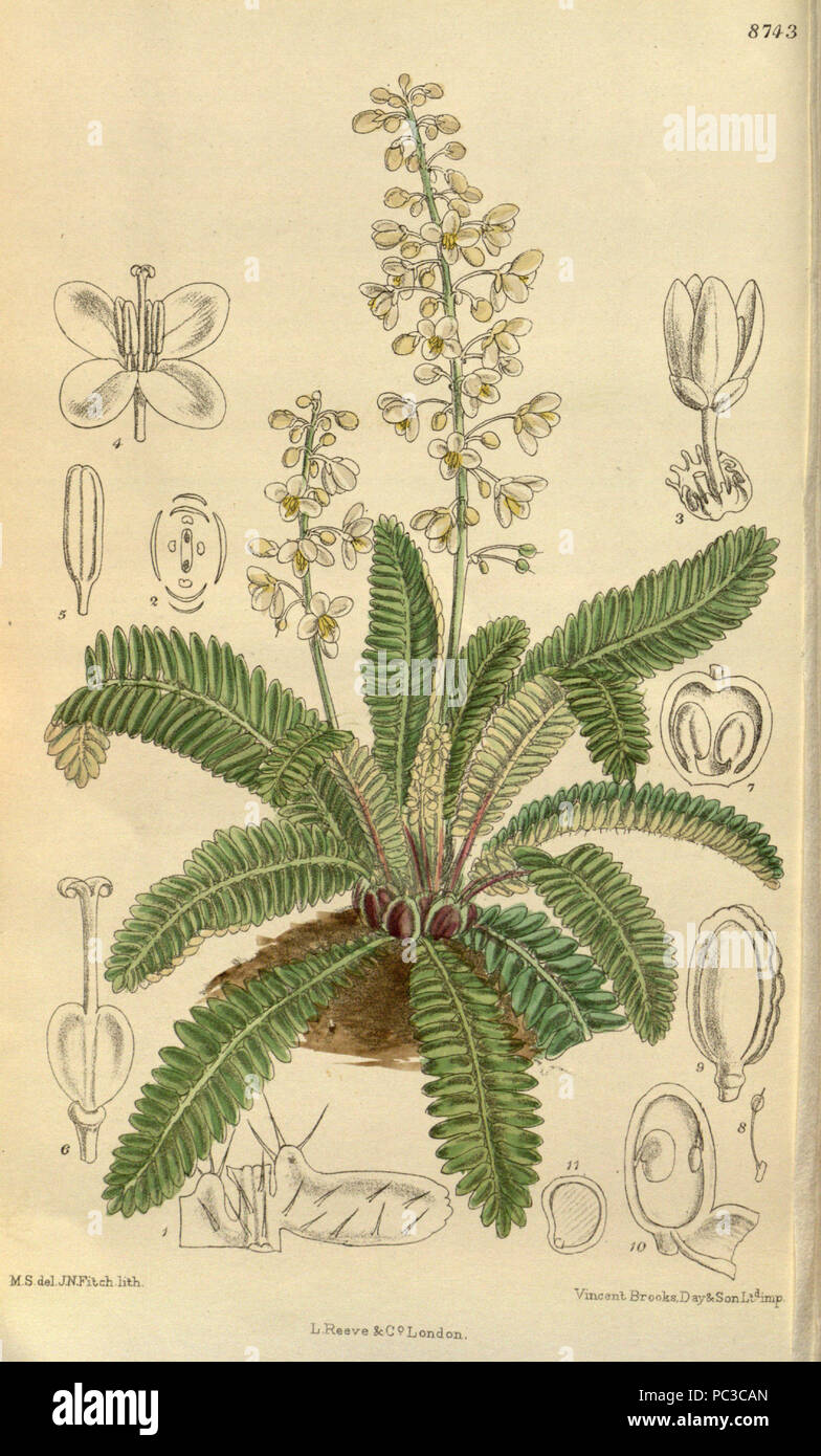 Pteridophyllum racemosum hi-res stock photography and images - Alamy