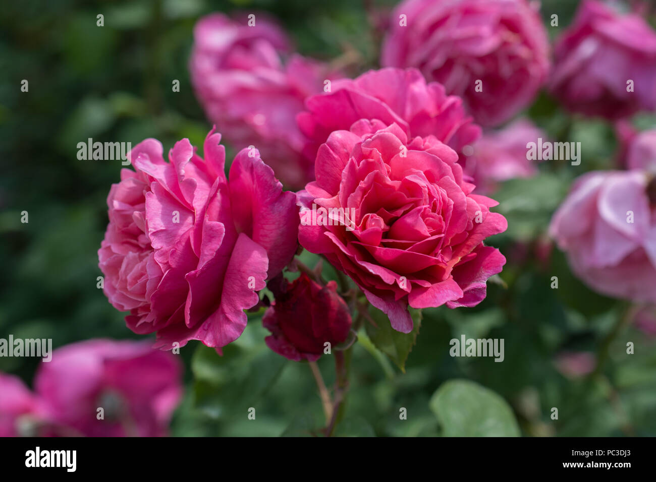 Two blooming beautiful colorful roses in the garden background Stock ...