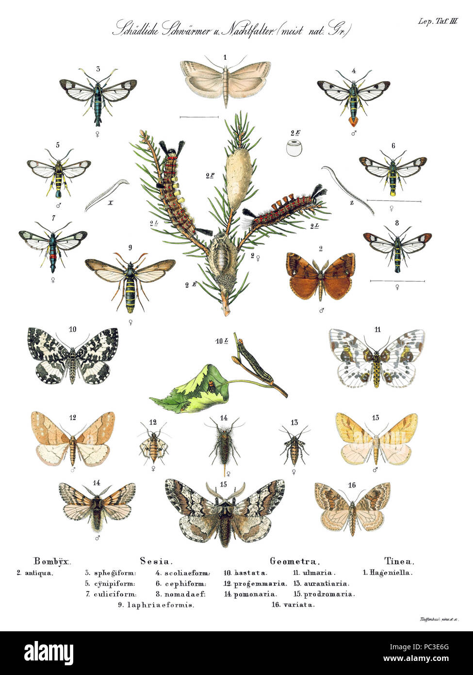 Archives forest Cut Out Stock Images & Pictures - Alamy