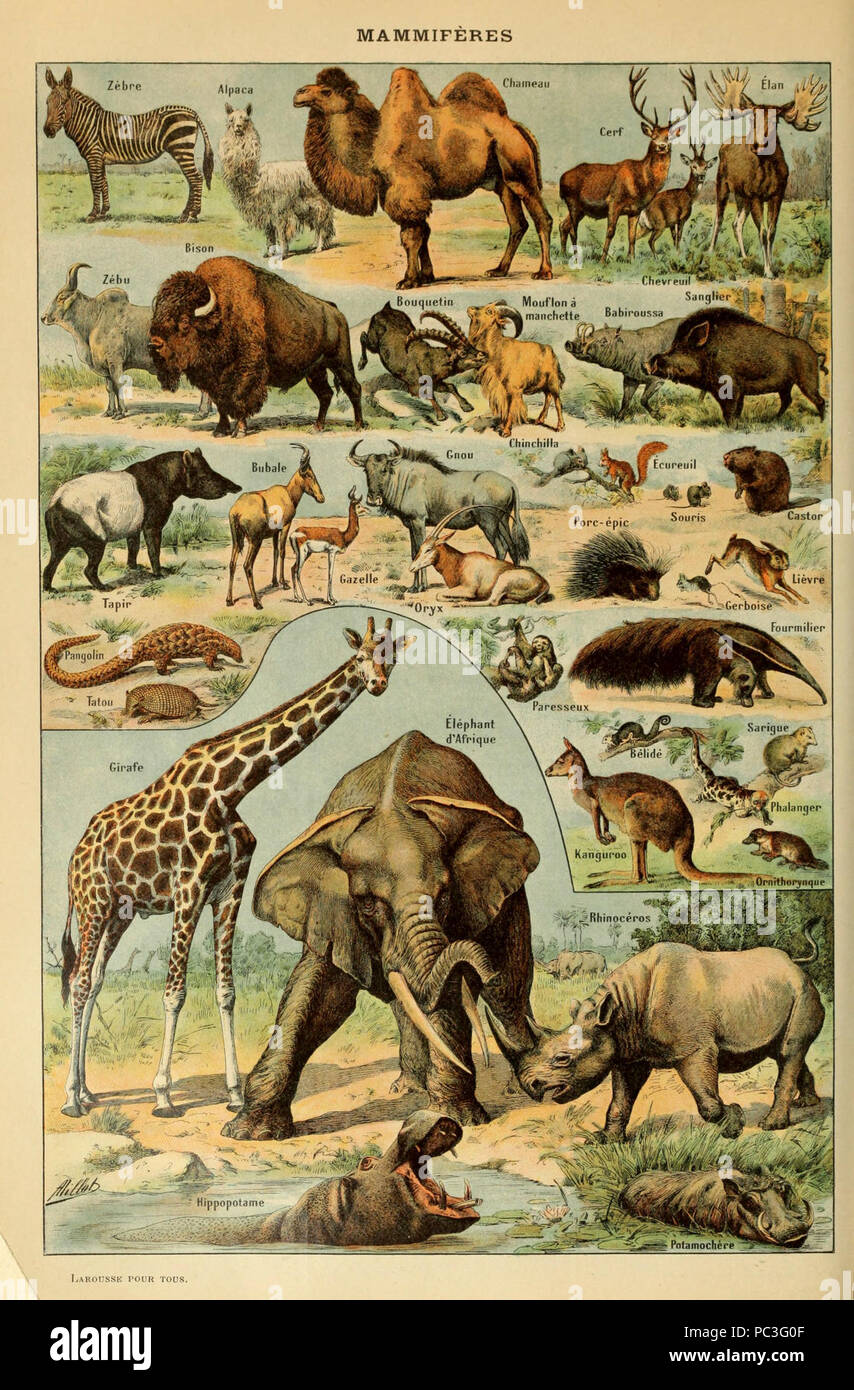 Adolphe Millot mammiferes A-pour tous Stock Photo - Alamy