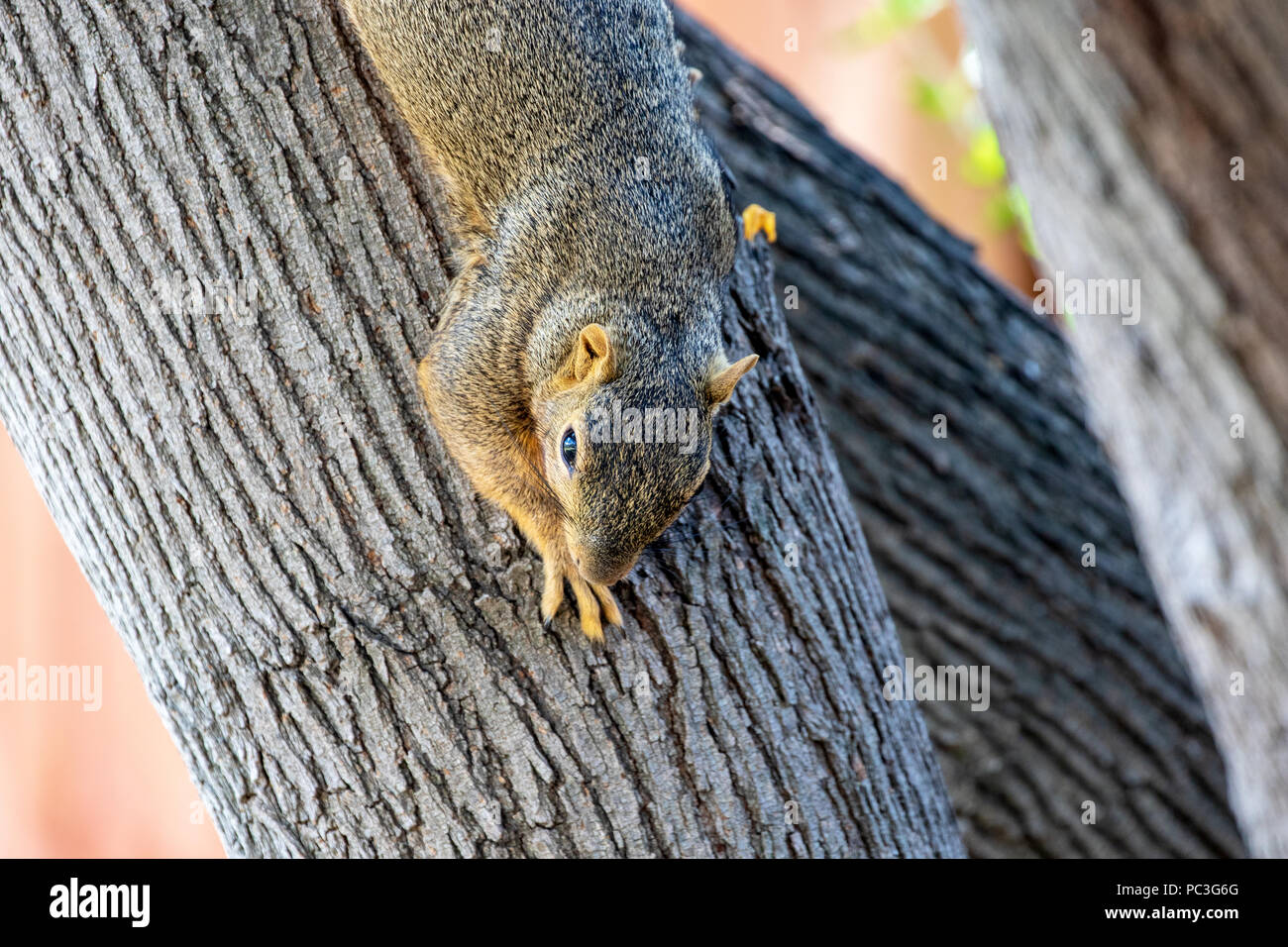 Eastern Fox Squirrel, Fox Squirrel, Bryant's Fox Squirrel - Sciurus ...