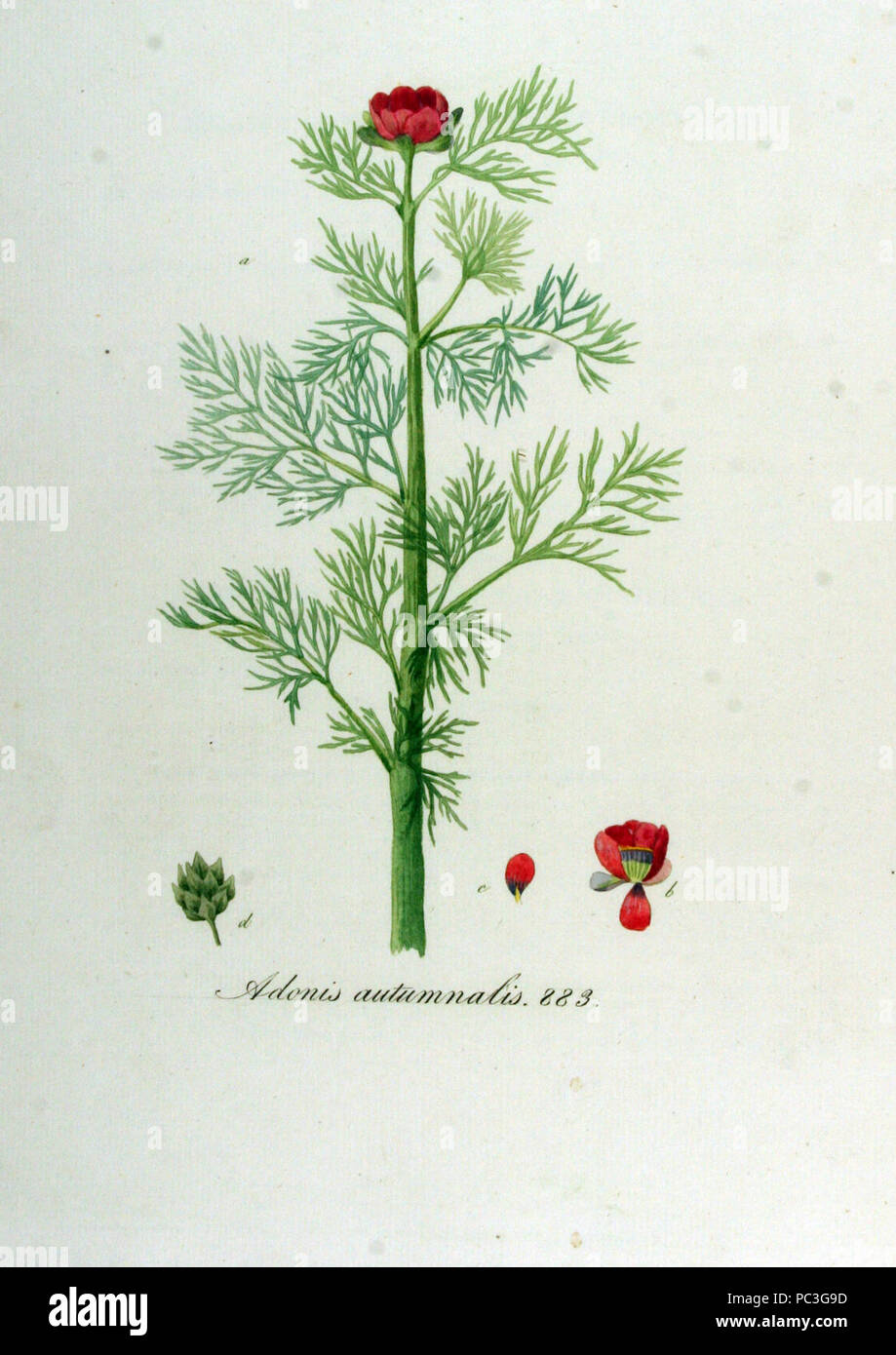 Adonis autumnalis — Flora Batava — Volume v12 Stock Photo - Alamy