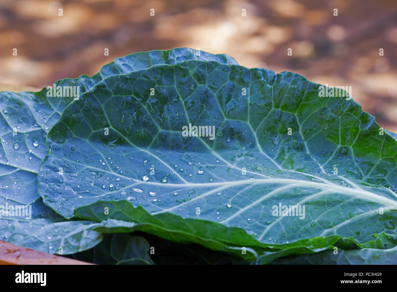 Organic collard greens hi-res stock photography and images - Alamy
