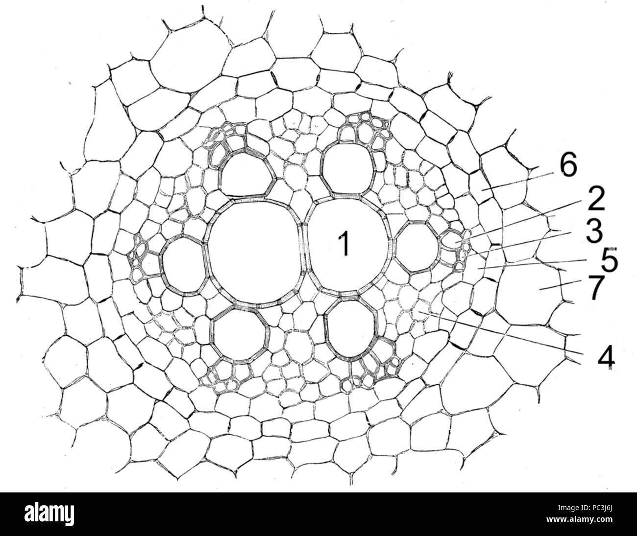 Root system illustration Black and White Stock Photos & Images - Alamy
