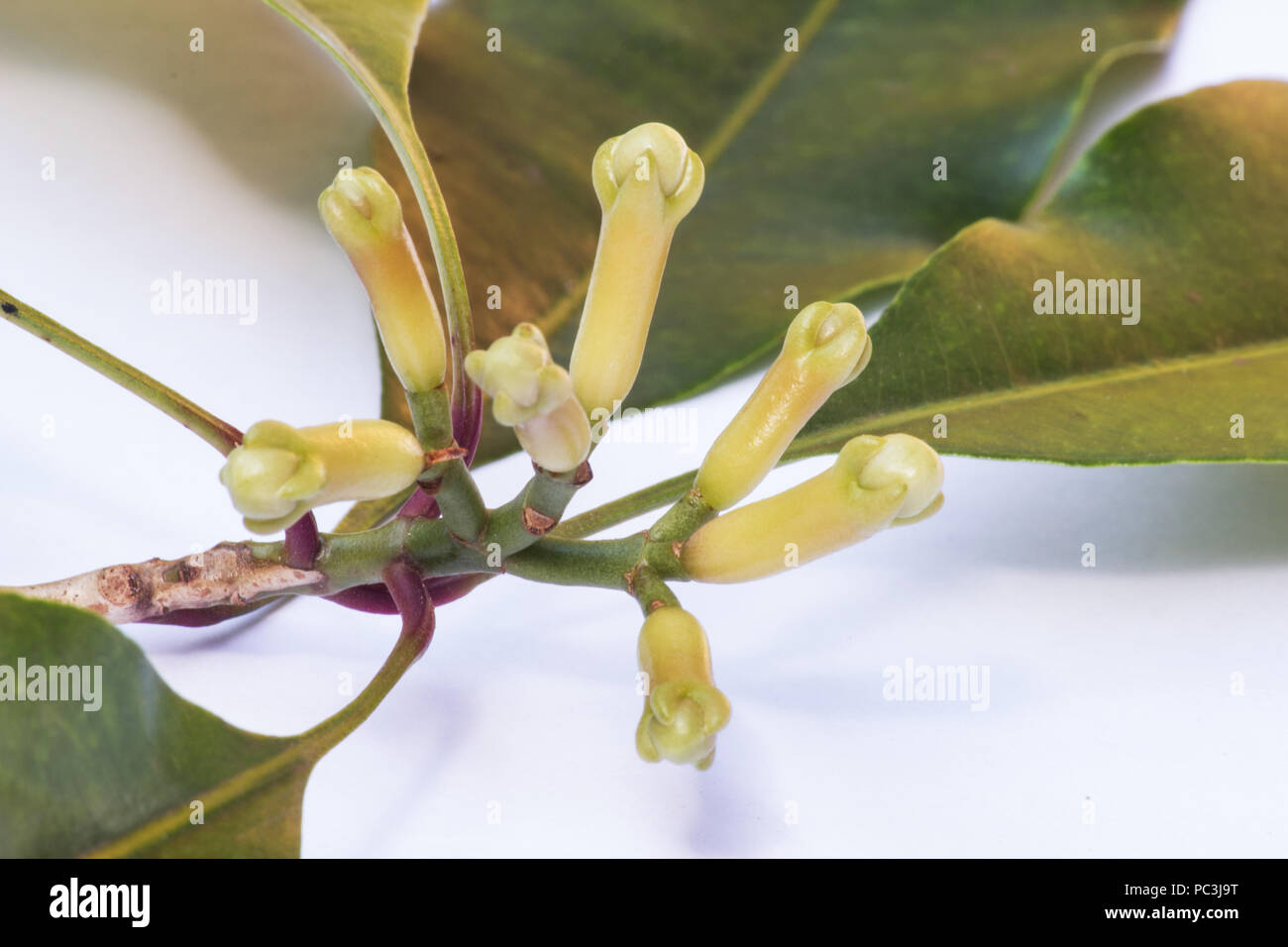 Fresh cloves on white background Stock Photo - Alamy