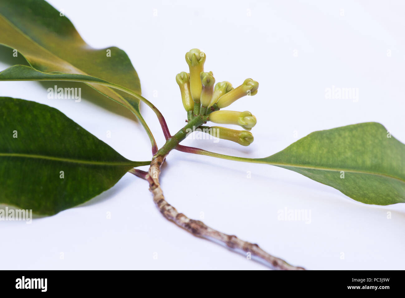Fresh cloves on white background Stock Photo - Alamy