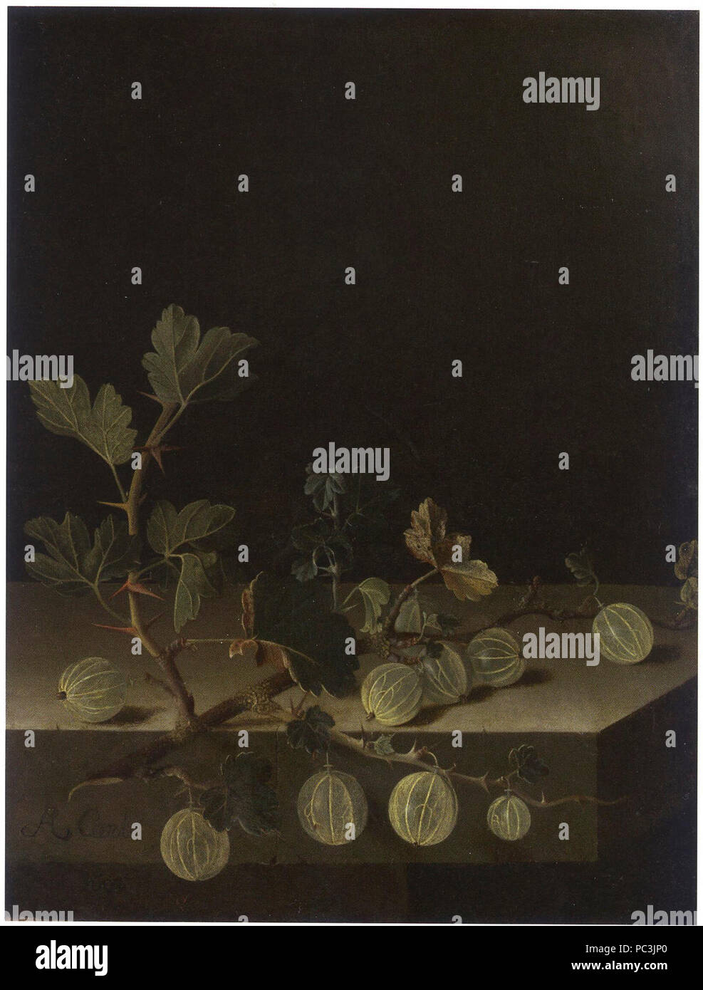Adriaen Coorte - Still life with a spray of gooseberries - Kassel Stock ...