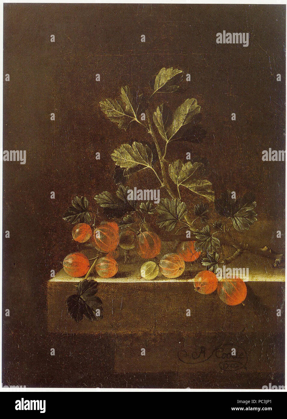 Adriaen Coorte - Still life with a spray of gooseberries Stock Photo ...
