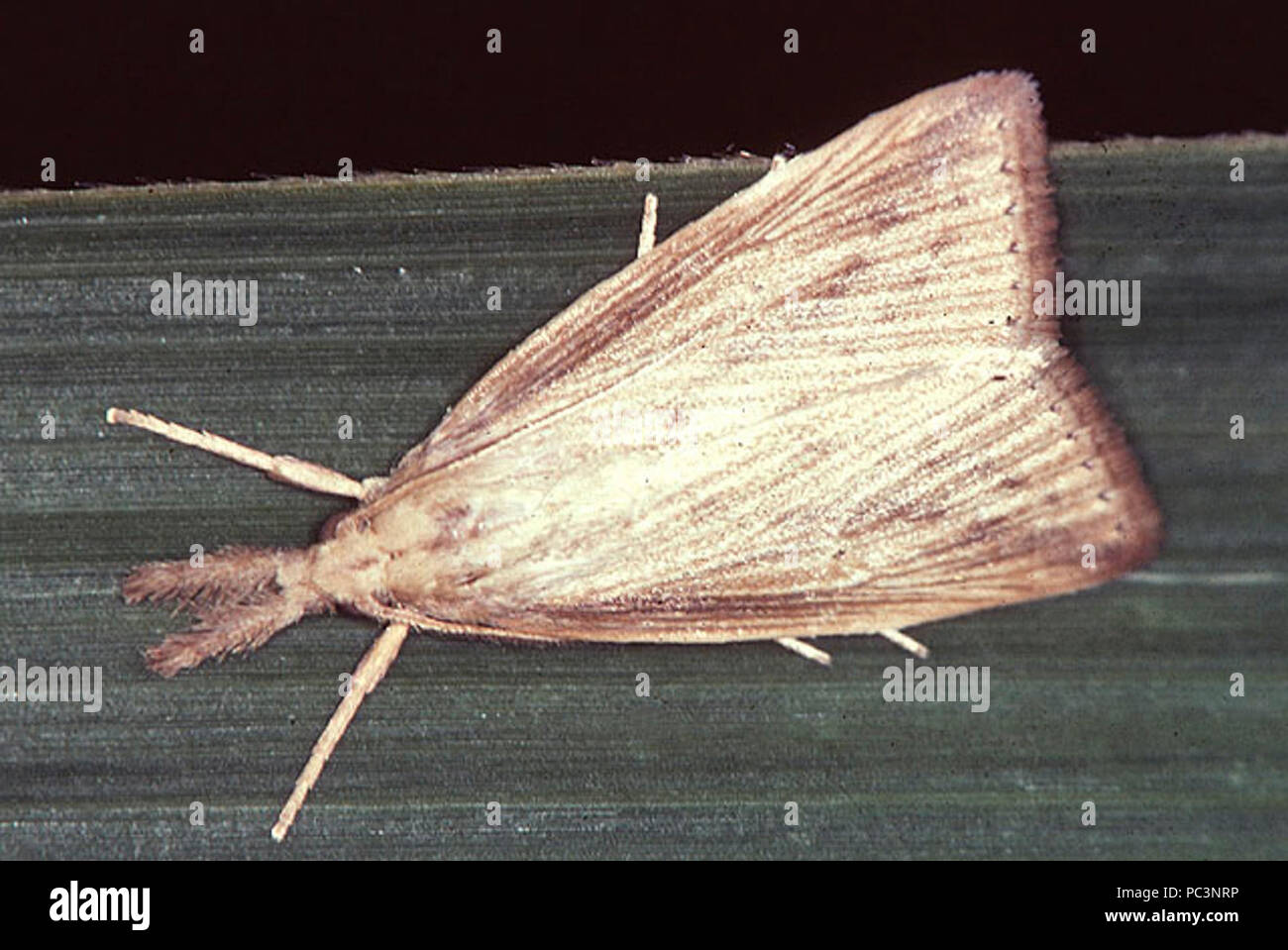 Sugarcane borer hi-res stock photography and images - Alamy