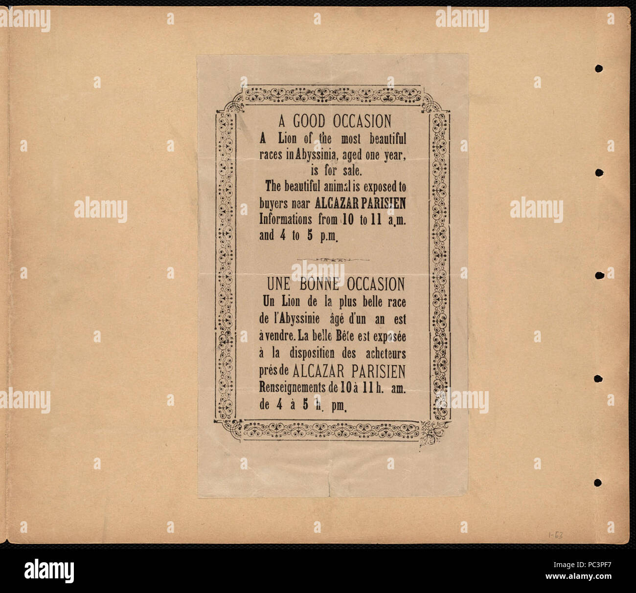 Abyssinian lion hi-res stock photography and images - Alamy