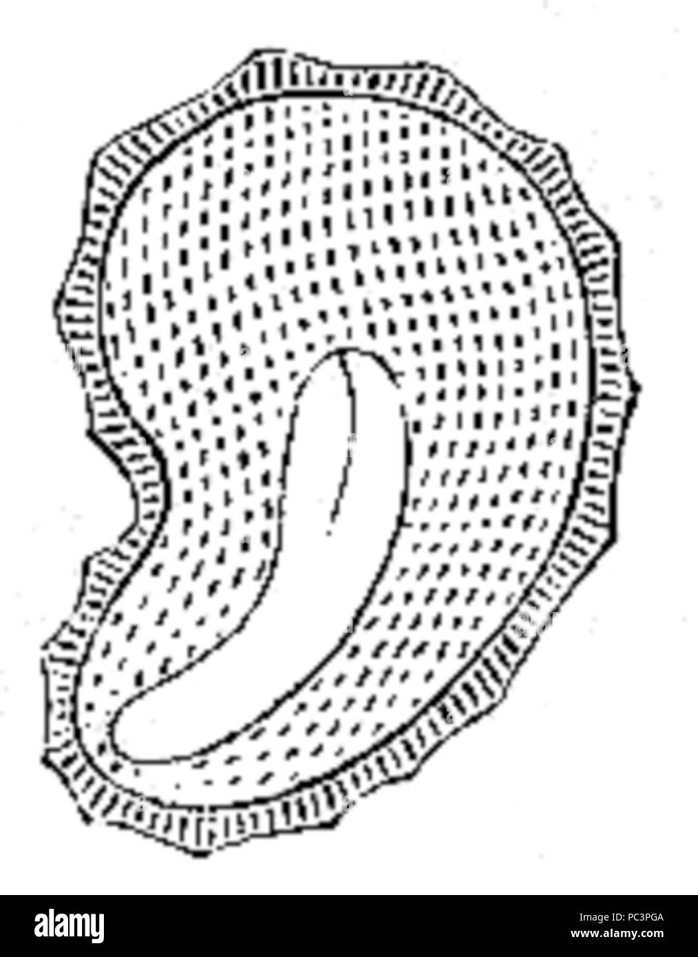 Dicotyledon seed Black and White Stock Photos & Images - Alamy