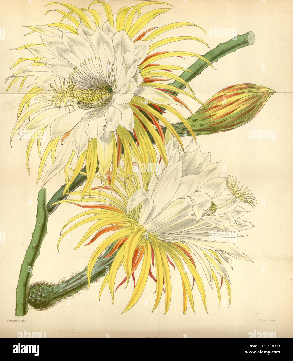 550 Selenicereus macdonaldiae (as Cereus macdonaldiae) Bot. Mag. 79. t ...