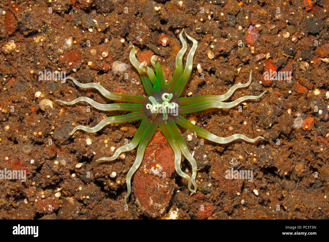 Burrowing sea anemone hi-res stock photography and images - Alamy