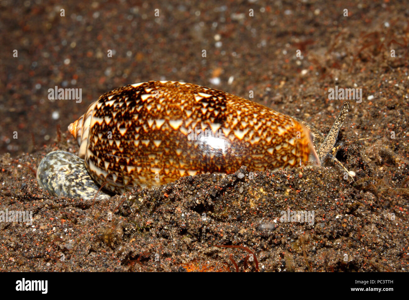 Snail burrow sand hi-res stock photography and images - Alamy