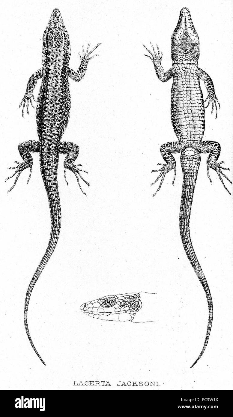 Adolfus hi-res stock photography and images - Alamy