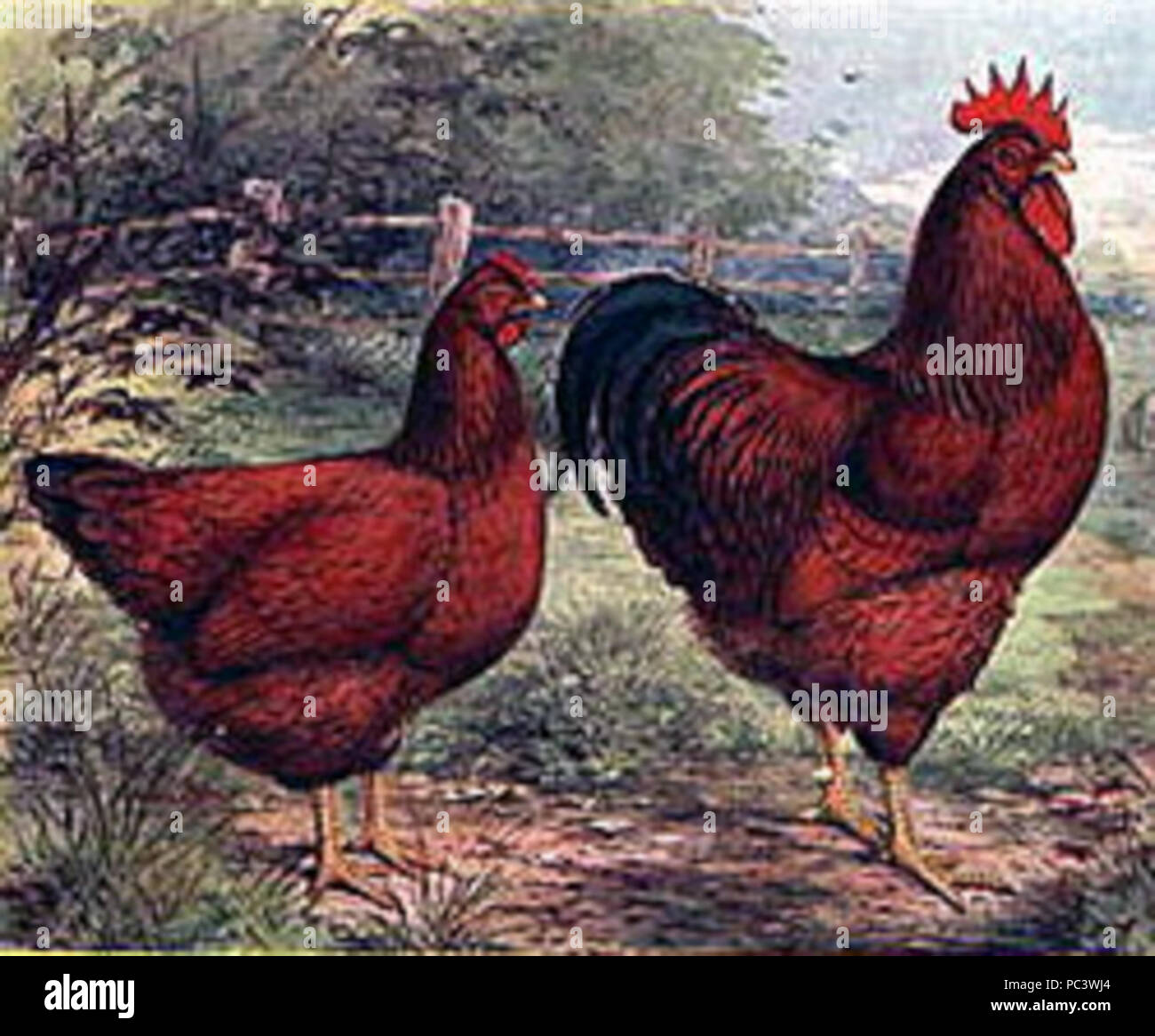 519 red hi-res stock photography and images - Alamy