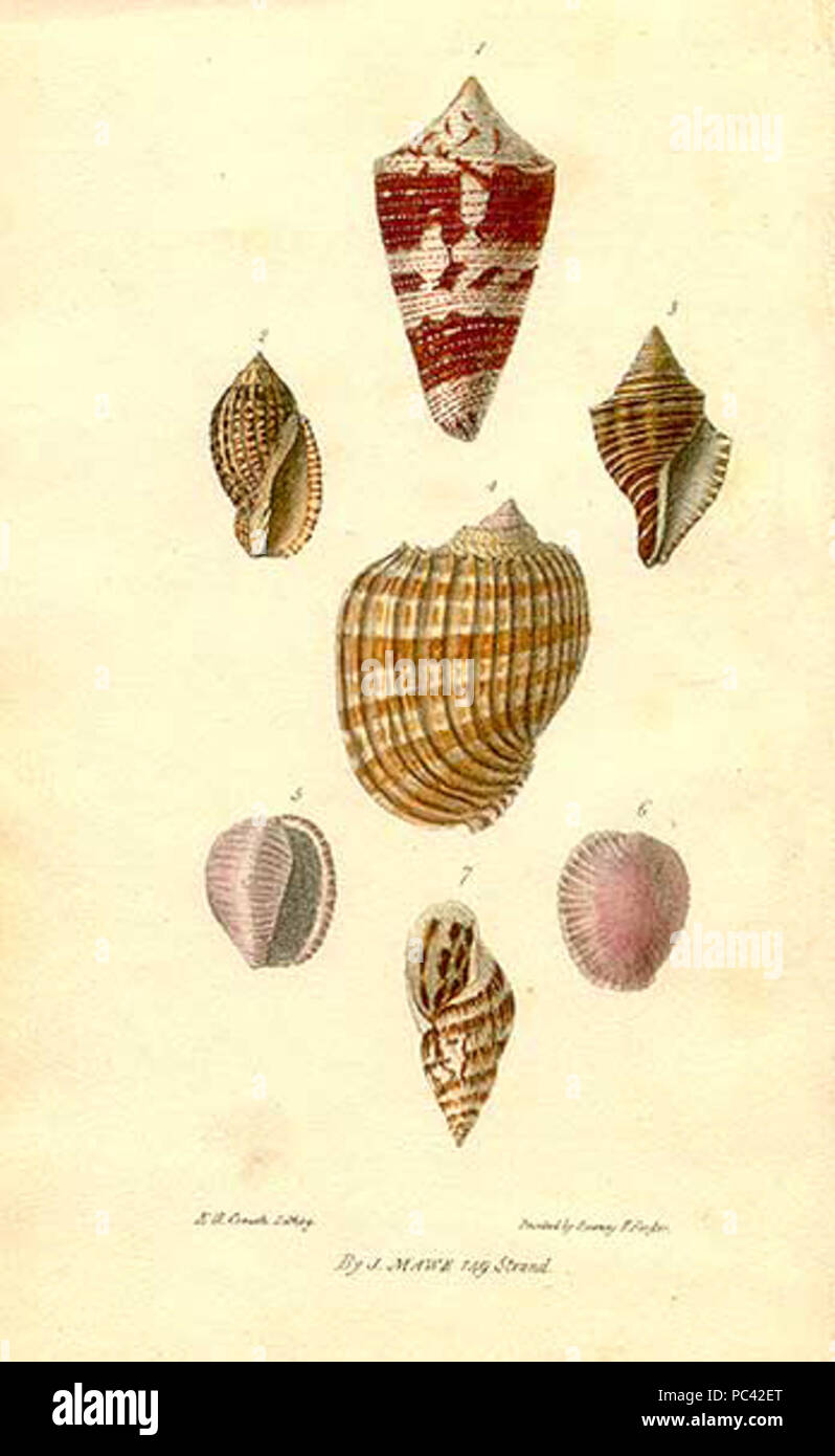 Classification of shells hi-res stock photography and images - Alamy