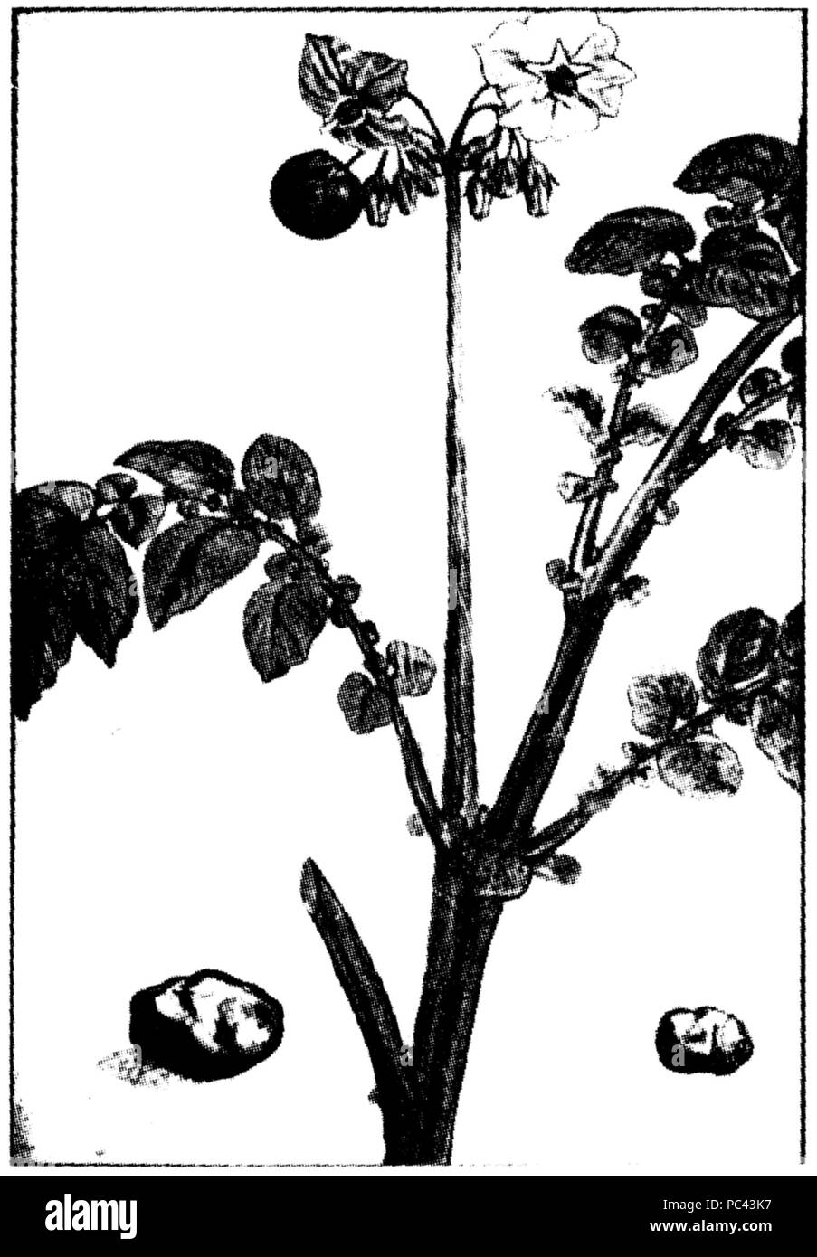 566 Solanum toberosum Clusius 1583 Stock Photo - Alamy