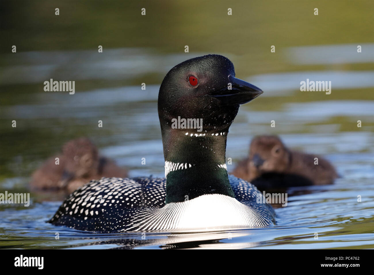 Muskoka wildlife hi-res stock photography and images - Alamy