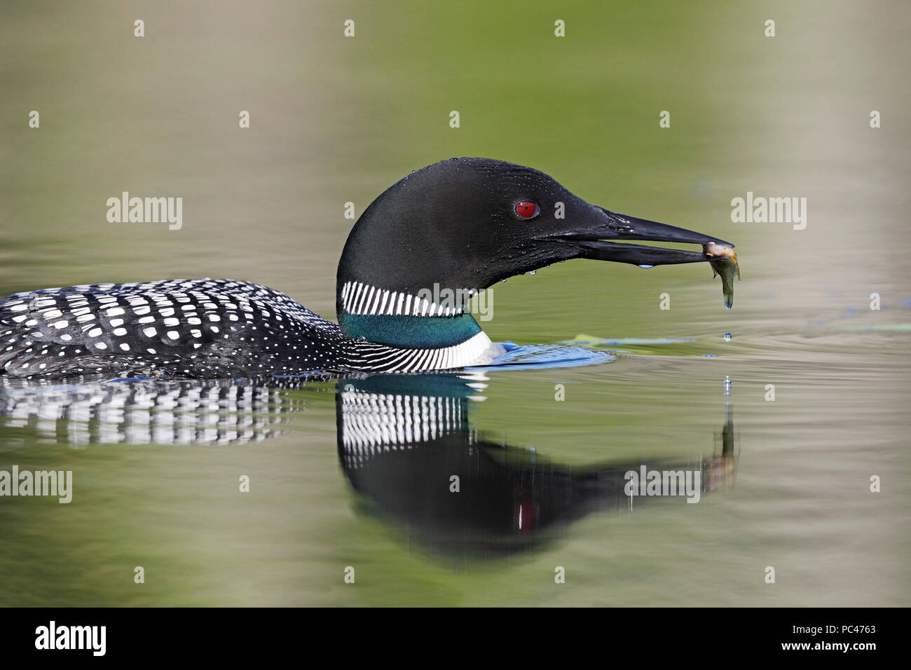 Muskoka wildlife hi-res stock photography and images - Alamy