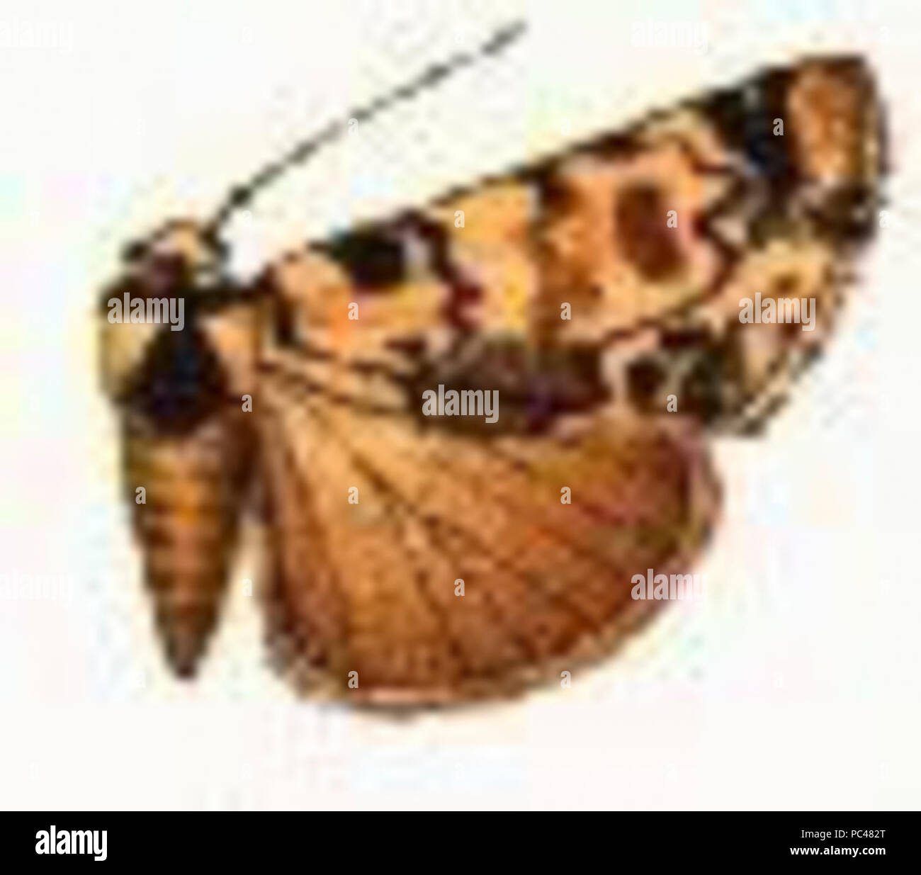 Aegle hi-res stock photography and images - Alamy