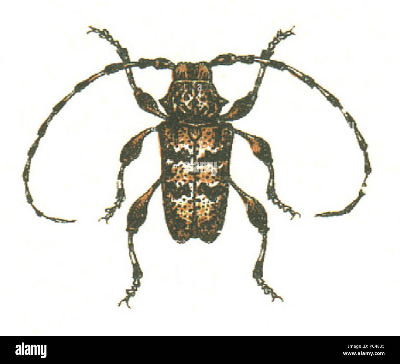 Aegomorphus clavipes Cut Out Stock Images & Pictures - Alamy