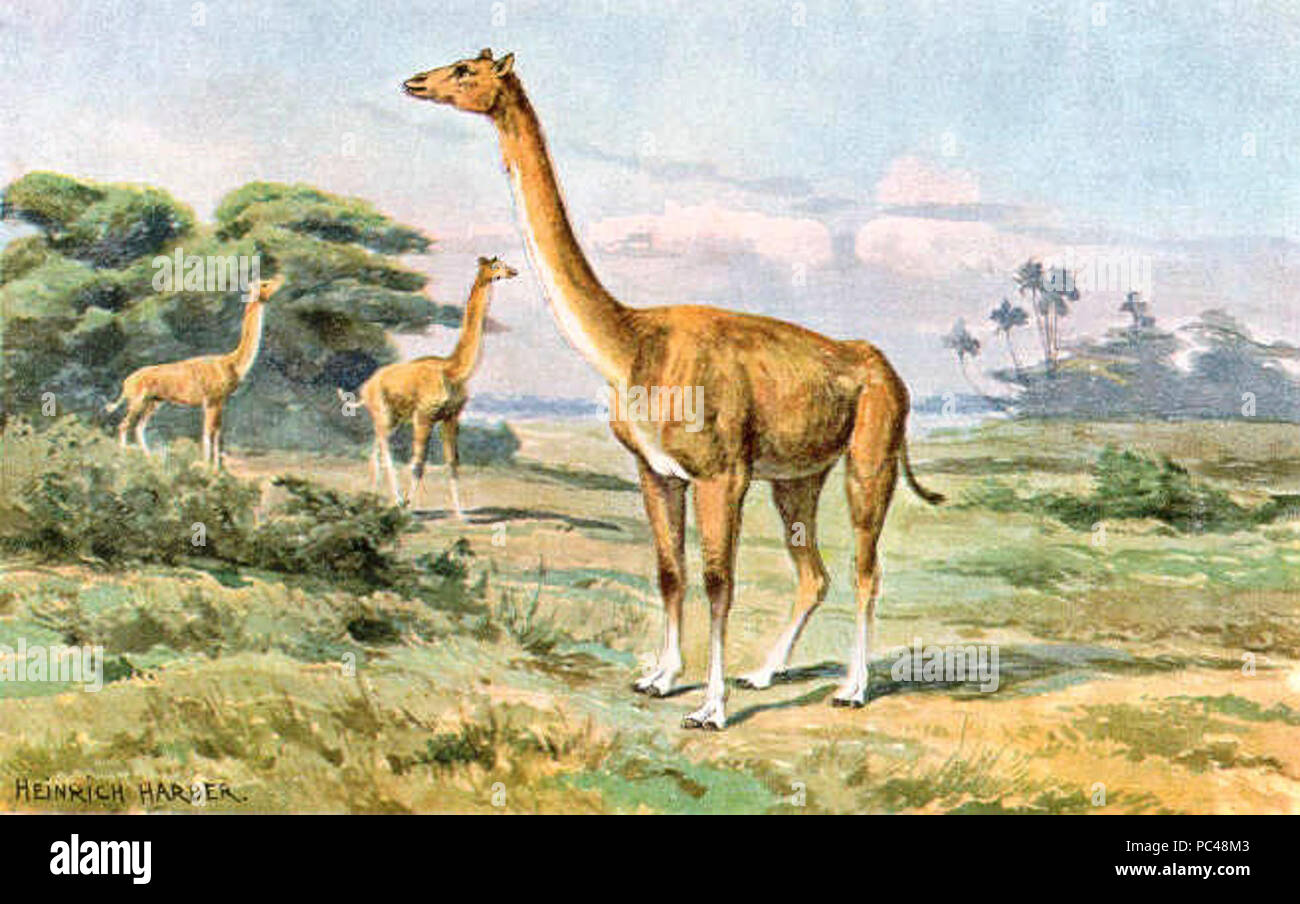 Alticamelus hi-res stock photography and images - Alamy