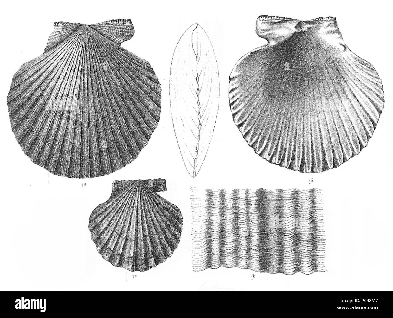 Aequipecten opercularis R-klep Stock Photo - Alamy